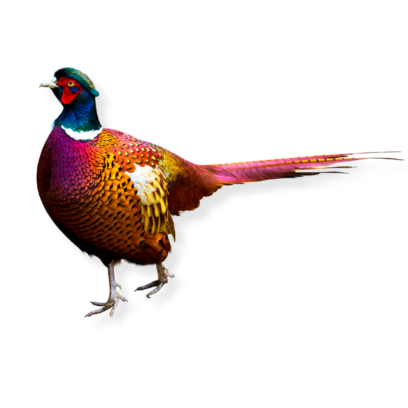 The History of MacFarlane Pheasants, Part 1: The Making of the Farm | Pheasant.com Blog